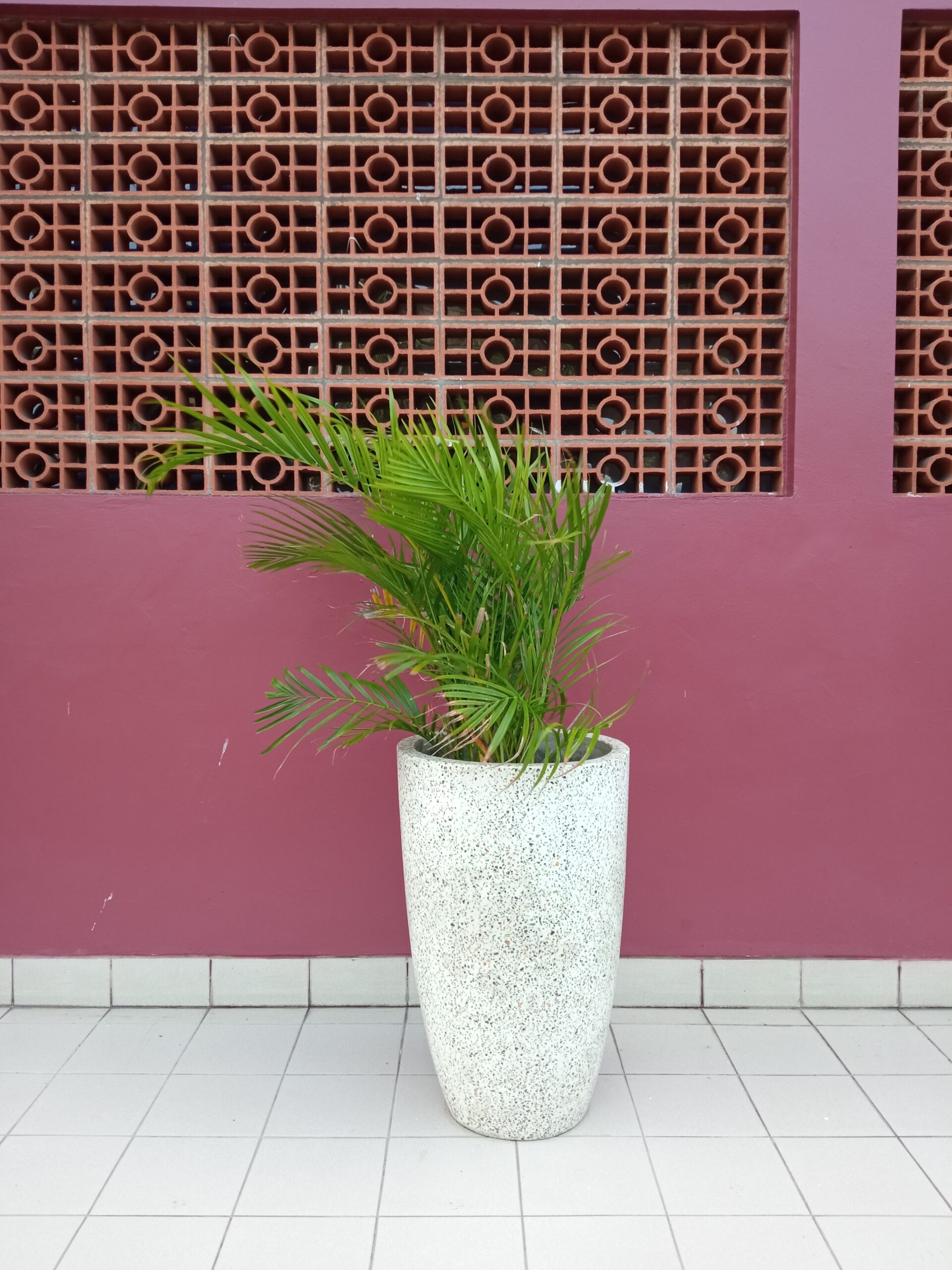 Nurturing Your Cat Palm: A Guide to Care & Cultivation - Trusted House ...